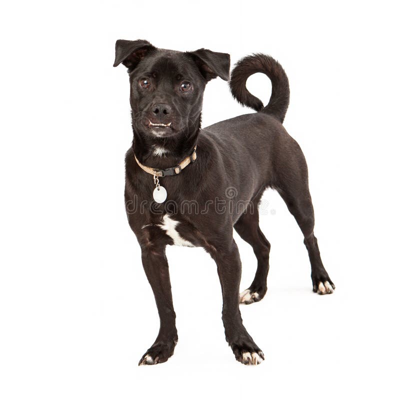 Medium Size Mixed Breed Dog Stock Image - Image of breed, animal: 44437071