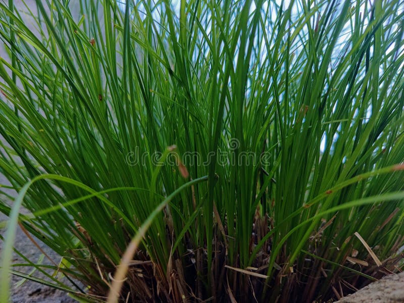 Medium Size Outdoor Green Grass Stock Photo - Image of medium, size ...