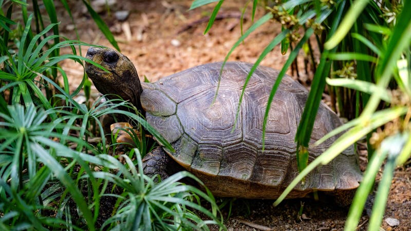 Medium size turtle stock image. Image of plants, wildlife - 68115519