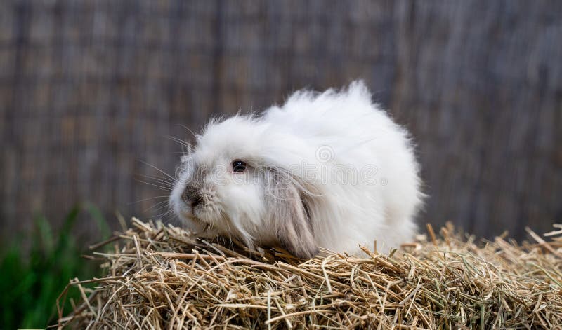 Medium Sized Angora White Rabbits Sitting on Dry Grass on a Sunny Day ...
