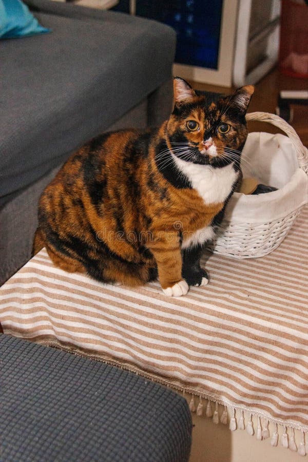 Calico Cat Eating Food Dispenser Stock Photos - Free & Royalty-Free ...