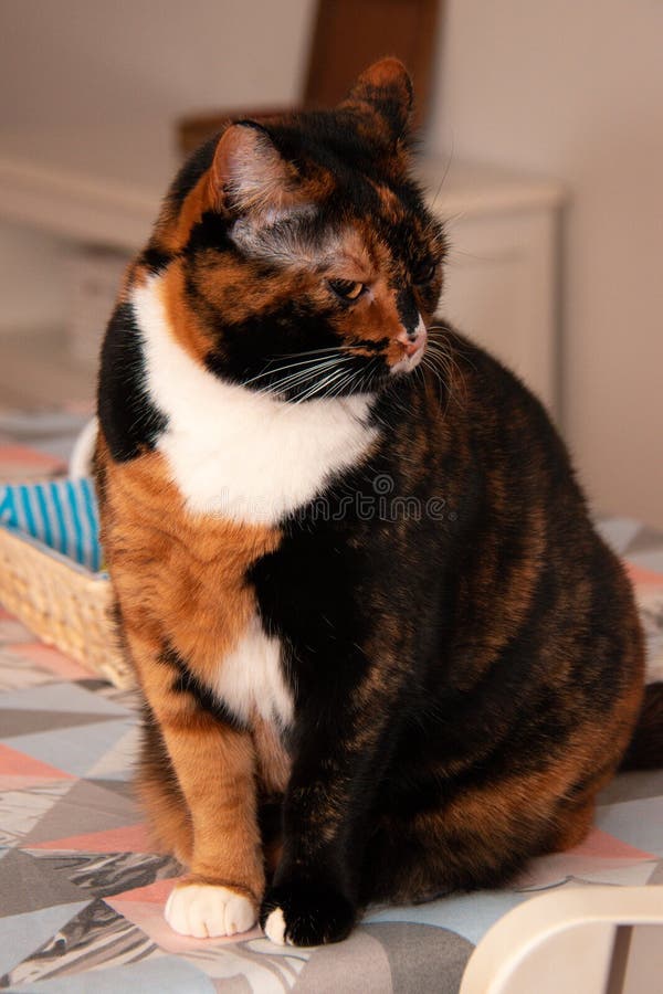 Calico Cat Sitting Table Looking Side Stock Photos - Free & Royalty ...