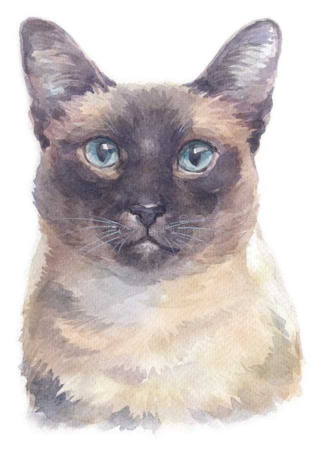 Water Colour Painting of Siamese Shorthair Cat 038 Stock Photo - Image ...