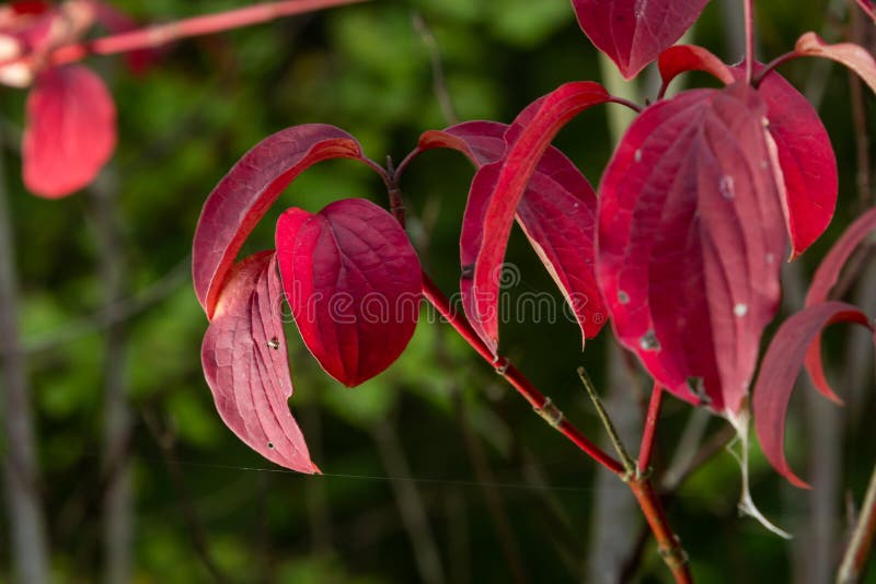 A Medium-sized Deciduous Shrub with Arguably the Most Intensely ...