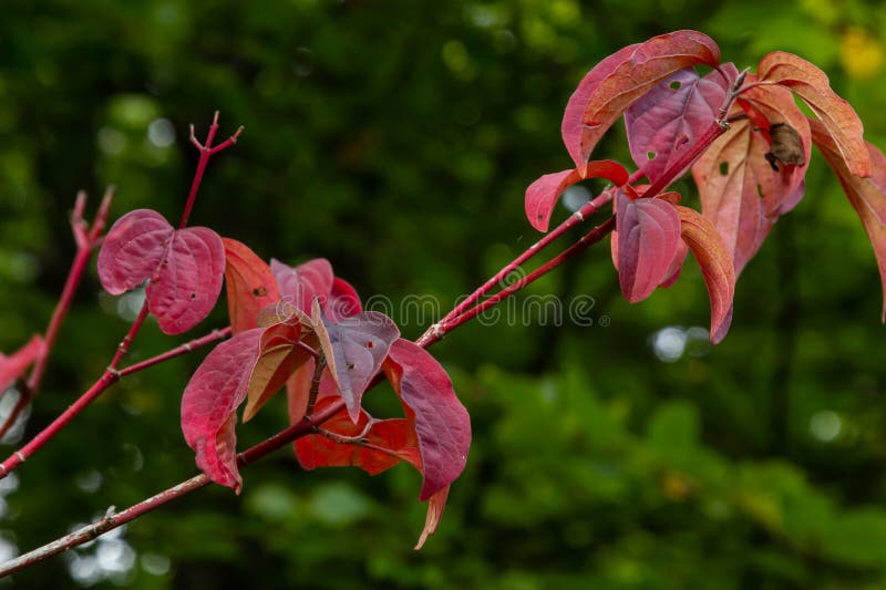 A Medium-sized Deciduous Shrub with Arguably the Most Intensely ...