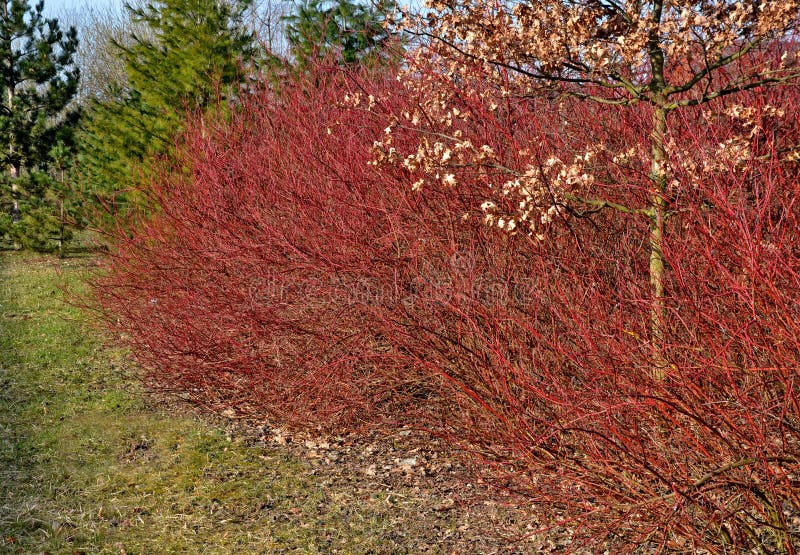 A Medium Sized Deciduous Shrub with Probably the Most Intensely Red ...