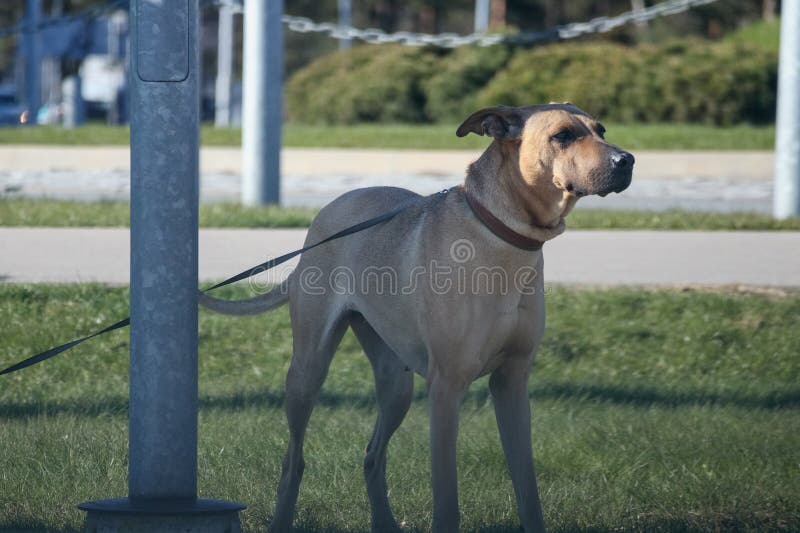 .a Medium-sized Dog with Short, Light-colored Fur Standing by a Metal ...