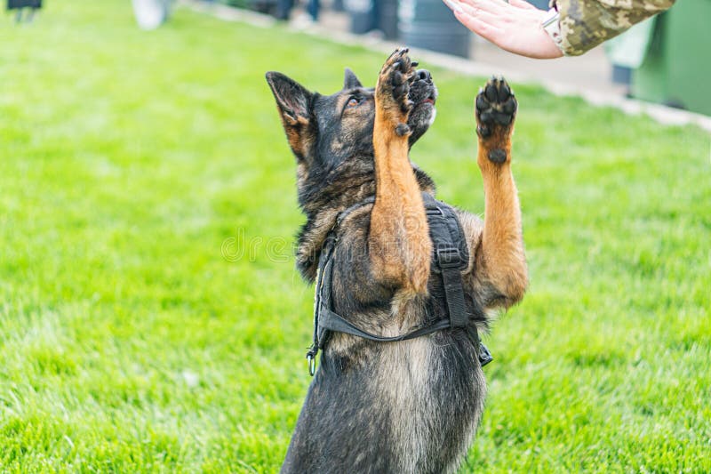 Medium-sized German Shepherd Dog in a Harness, Standing on Grass with ...