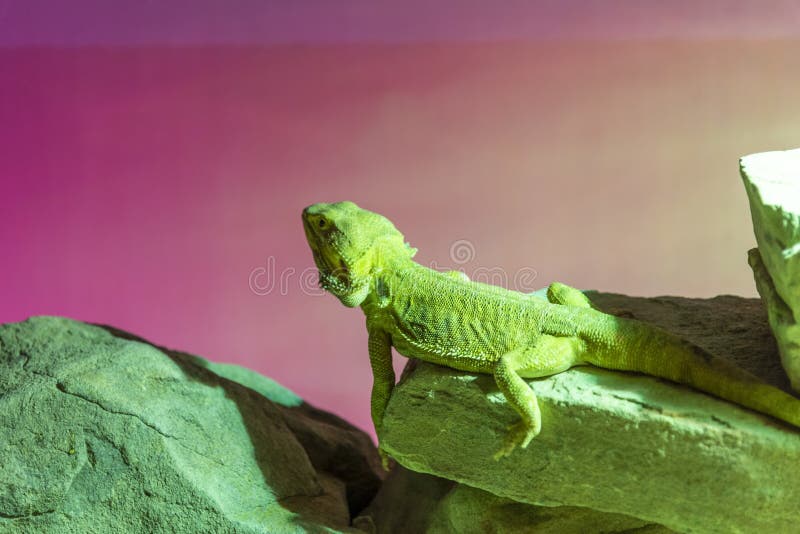 A Medium-sized Green Lizard Basking Under the Warm Glow of a Solar Lamp ...