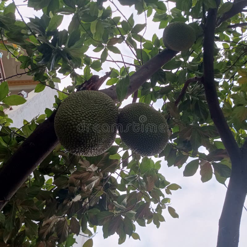 Medium Sized Jackfruit Hanging Tree Stock Photos - Free & Royalty-Free ...