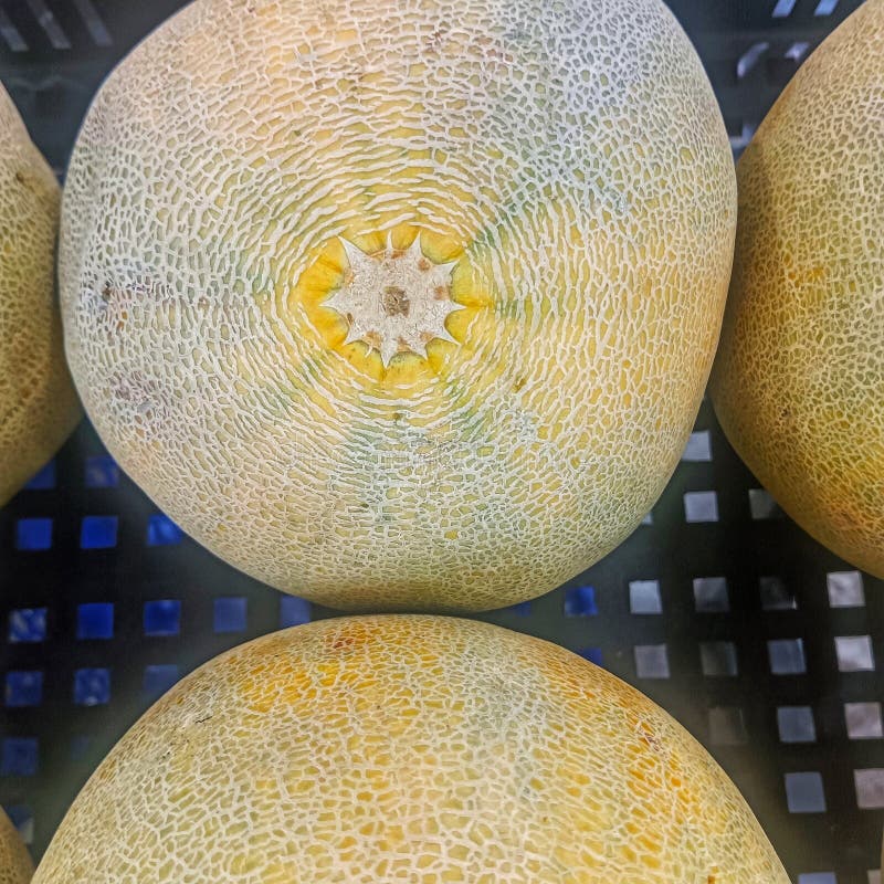 Medium Sized Melons are Placed on the Fruit Tray by the Fruit Seller ...