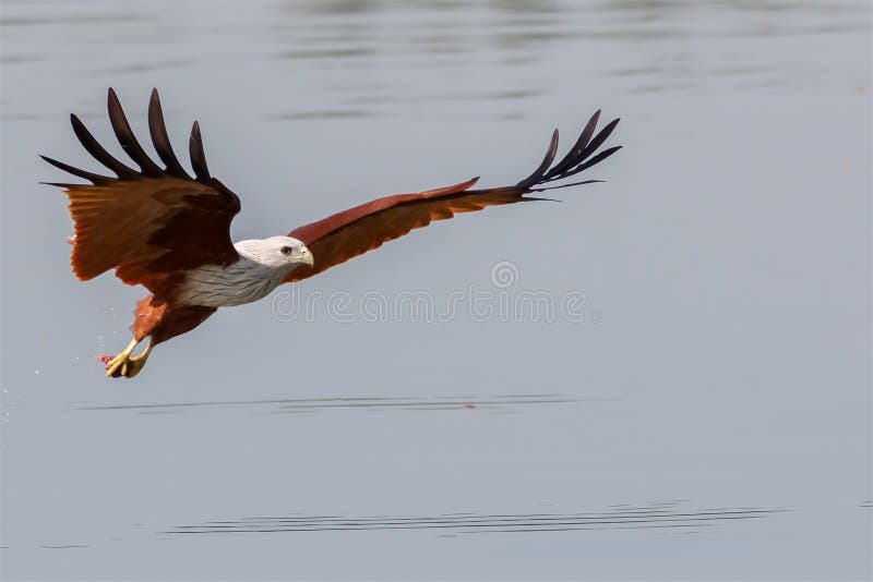 A Medium-sized Raptor with a Rounded Tail Unlike Other Kites. Adults ...