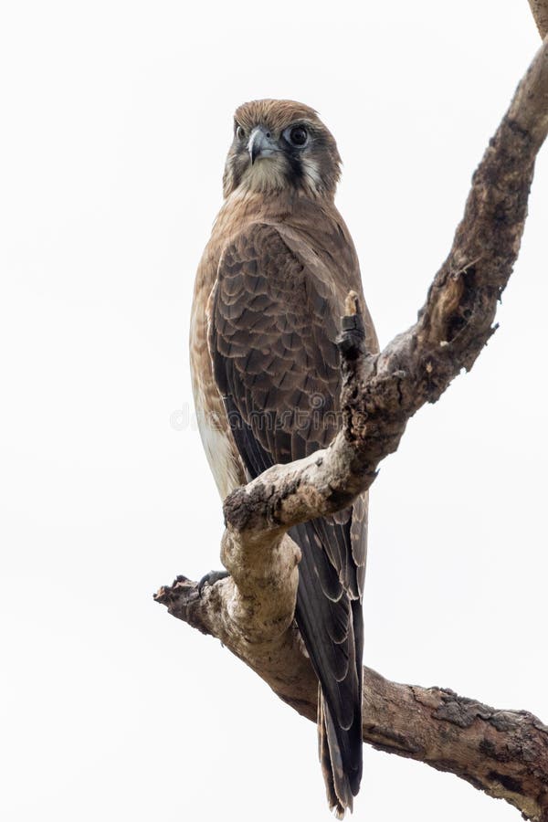 Brown Falcon in Queensland Australia Stock Photo - Image of australian ...