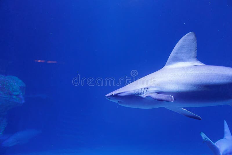 Medium Sized Shark Inside an Aquarium, Fish Theme Stock Photo - Image ...