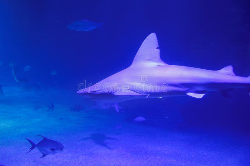Medium Sized Shark Inside an Aquarium, Fish Theme Stock Photo - Image ...