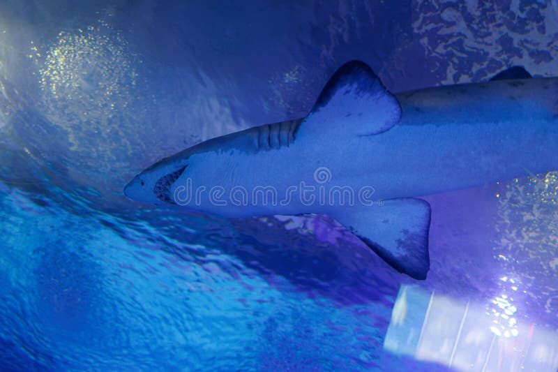 Medium Sized Shark Inside an Aquarium, Fish Theme Stock Photo - Image ...