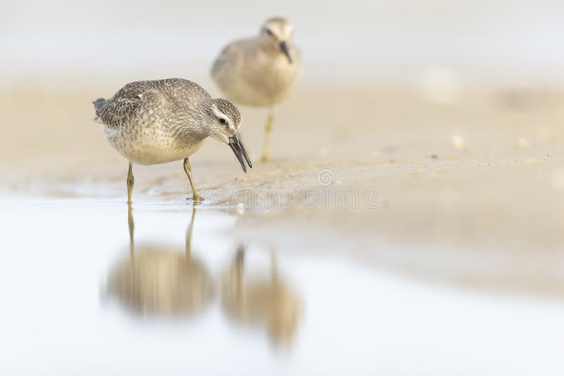 A Red Knot Foraging during Fall Migration on the Beach. Stock Photo ...