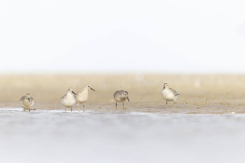 A Group of Red Knot Foraging during Fall Migration on the Beach. Stock ...