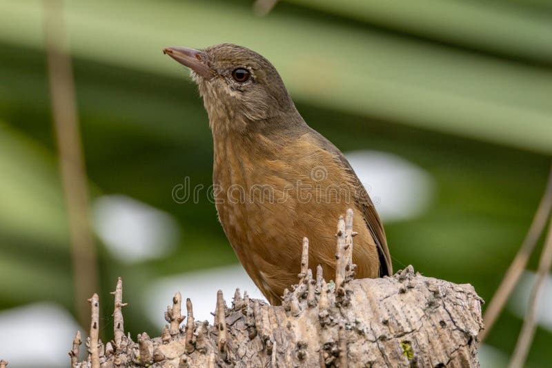 Rufous Shrike Thrush in Queensland Australia Stock Photo - Image of ...