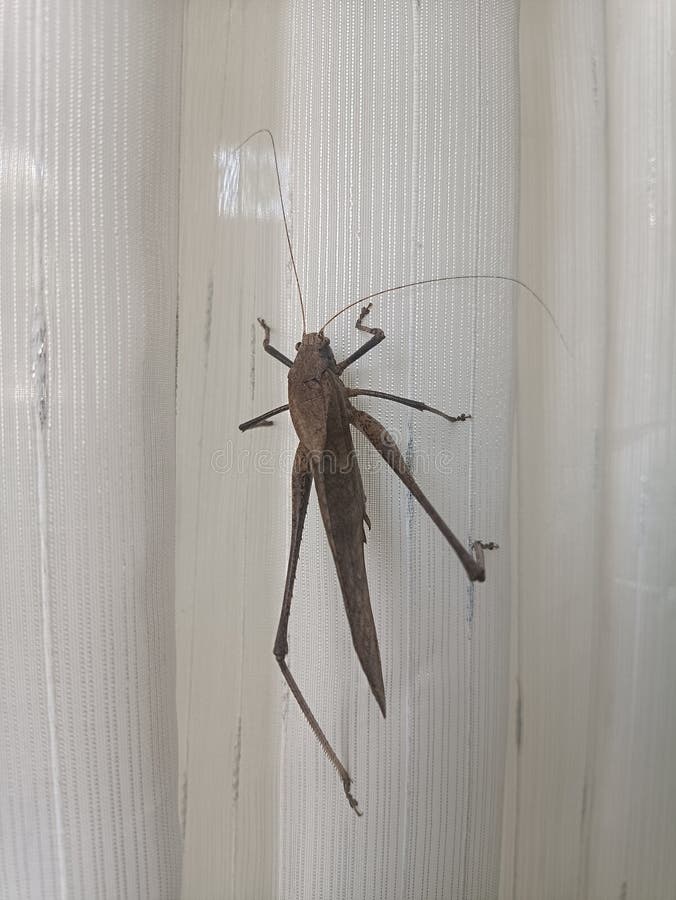 Genus Locustana Stock Photos - Free & Royalty-Free Stock Photos from ...