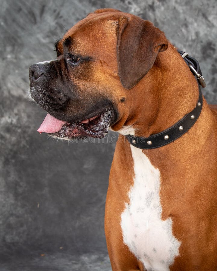 A Fawn Coloured, Purebred Male Boxer Stock Image - Image of beautiful ...