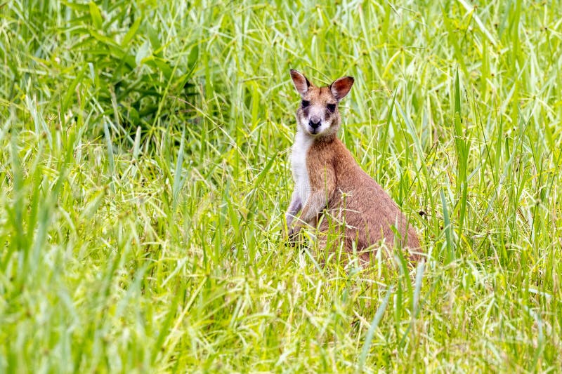 Swamp Wallaby in Queensland Australia Stock Image - Image of mammal ...