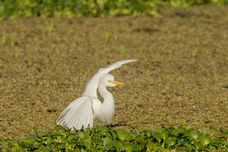 Plumed or Intermediate Egret in Queensland Australia Stock Image - Image of australia, fishing ...