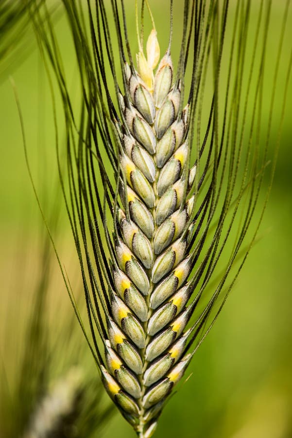 Big Spelt - Triticum Spelta - Poaceae Stock Image - Image of cultivate ...