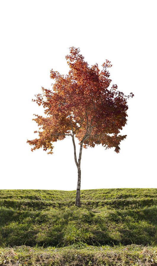 Medium Straight Lush Red Maple Isolated on White. Stock Image - Image ...