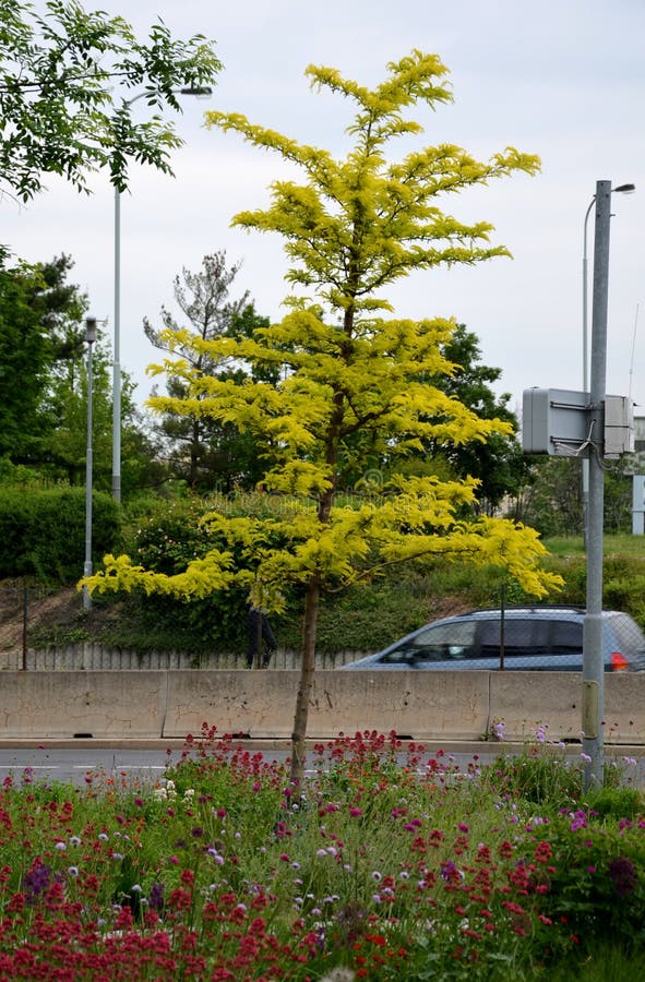 Medium-tall Tree Grafted Mostly on the Base, so the Gleditsia ...