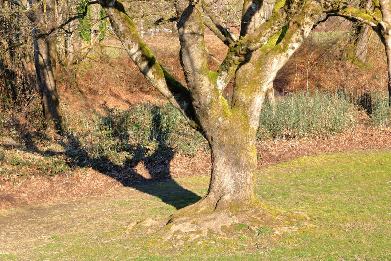 Tree Shadow and Morning Sunrise Stock Image - Image of spring, grass ...
