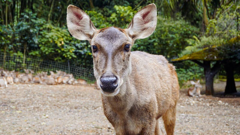 Medium View of Brown Deer in Zoo Captivity Looking at the Camera ...