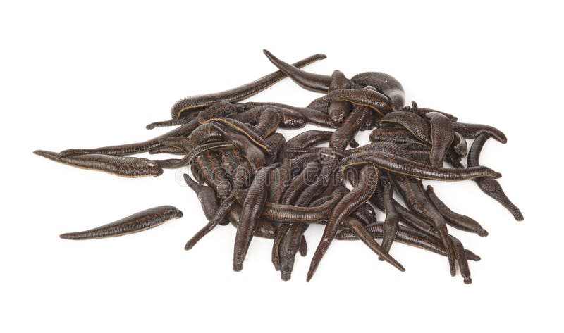 Medizinische Blutegel Gesundheitswesenthema Hirudotherapy Stockfoto ...