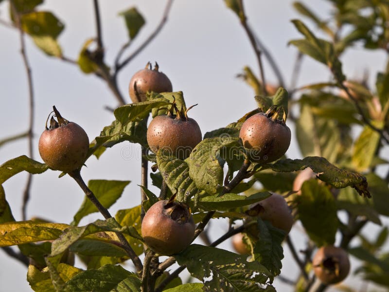 Medlar stock image. Image of flower, nature, fruit, taste - 21917993