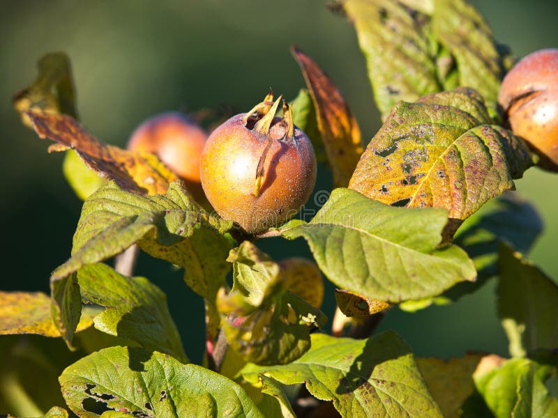 Medlar stock image. Image of flower, nature, fruit, taste - 21917993