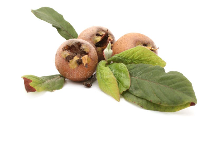 Medlar stock photo. Image of medlars, isolated, produce - 27706194