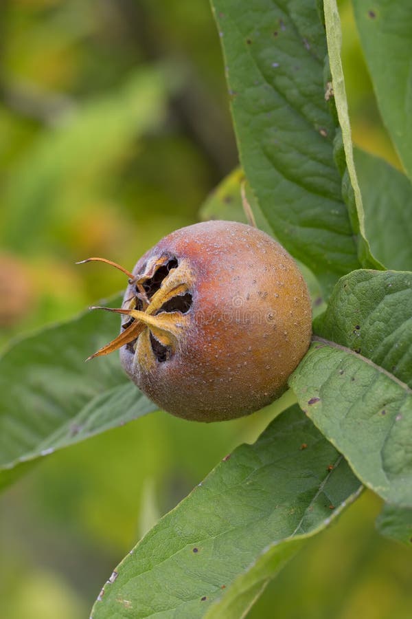 Ripe Medlar Fruits In Autumn Garden Stock Photo - Image of brown ...