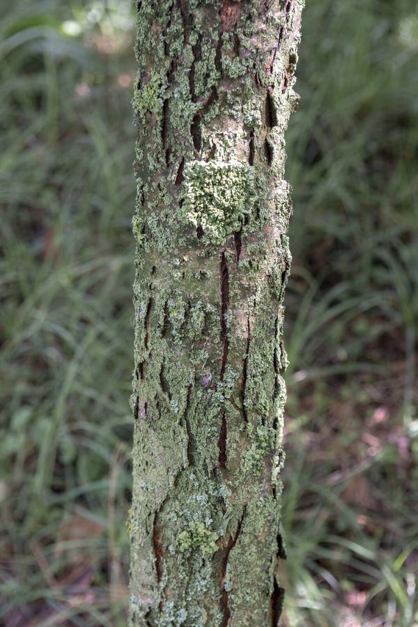 The Medlar or Common Medlar (Mespilus or Crataegus Germanica) Trunk and ...