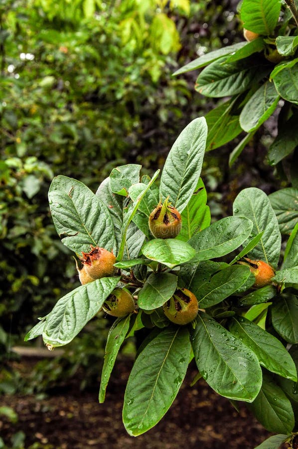 Medlar. Deciduous Fruit Tree of the Rosaceae Family in Wilson Park ...