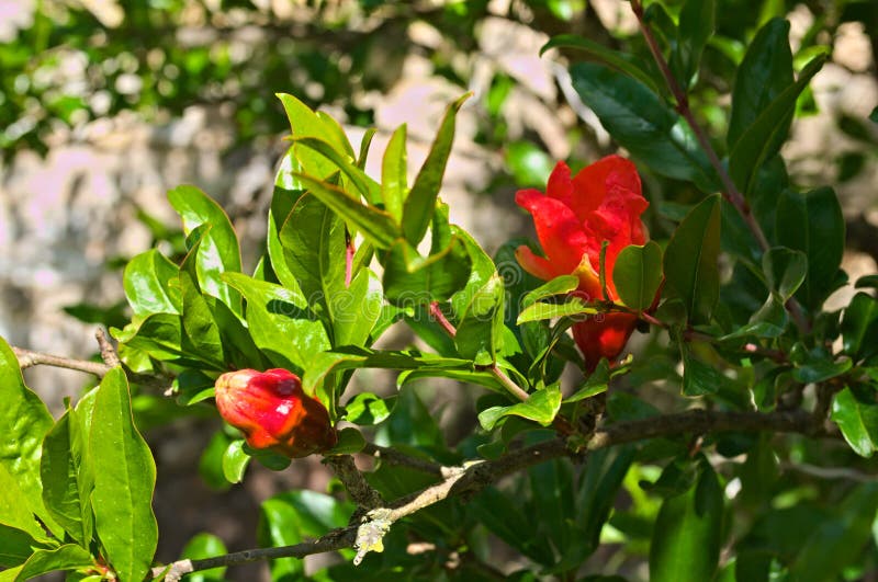 Medlar flowers on tree stock photo. Image of green, tree - 64238584