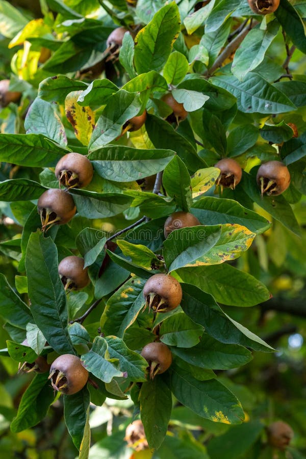 Medlar Fruit Mespilus Germanica on a Branch Stock Image - Image of ...