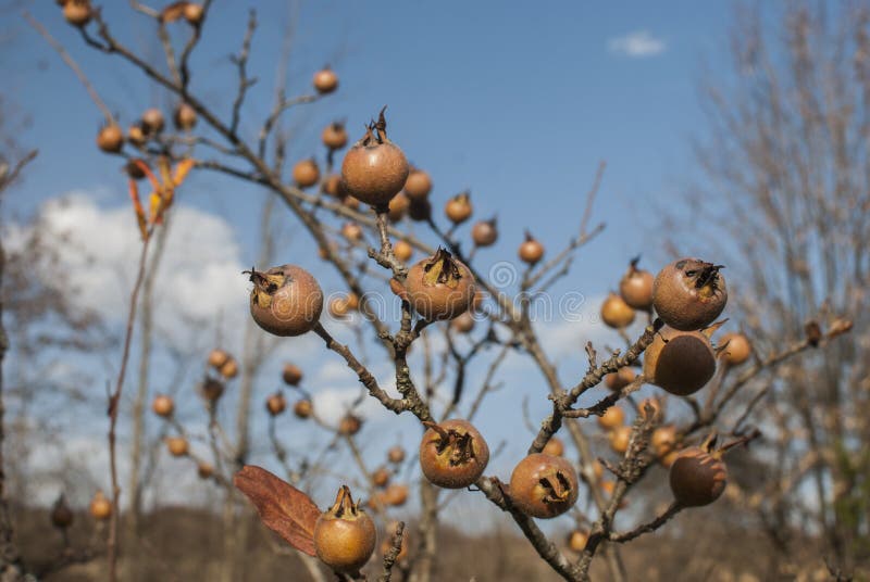 Medlar fruit closeup stock photo. Image of healthy, mespilus - 236149628