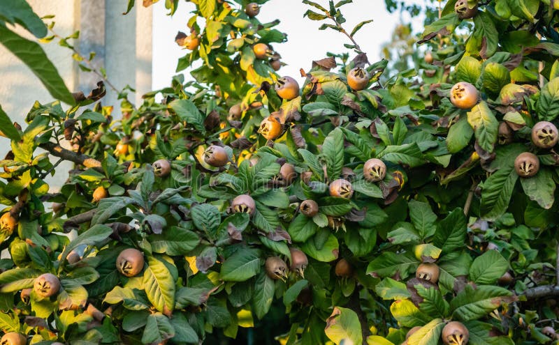 Medlar Fruits on Tree Branches Stock Photo - Image of delicious ...