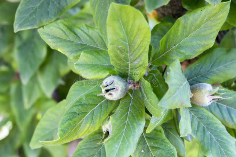 Medlars Growing Across Green Leaves Stock Image - Image of healthy ...