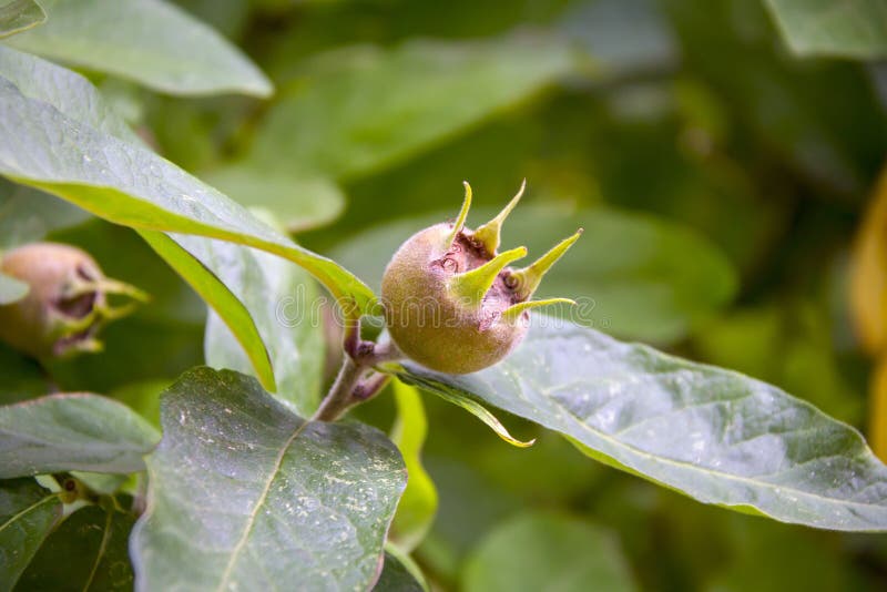 Medlar stock image. Image of tree, nature, mispel, garden - 59962327