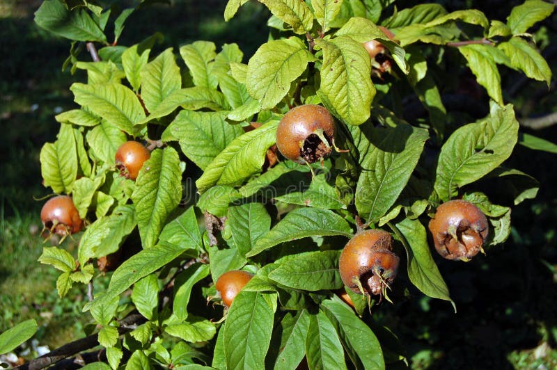 Medlar or Mispel stock photo. Image of fruit, tree, dessert - 14572208
