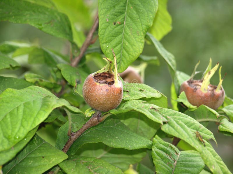 1,137 Medlar Tree Garden Stock Photos - Free & Royalty-Free Stock ...