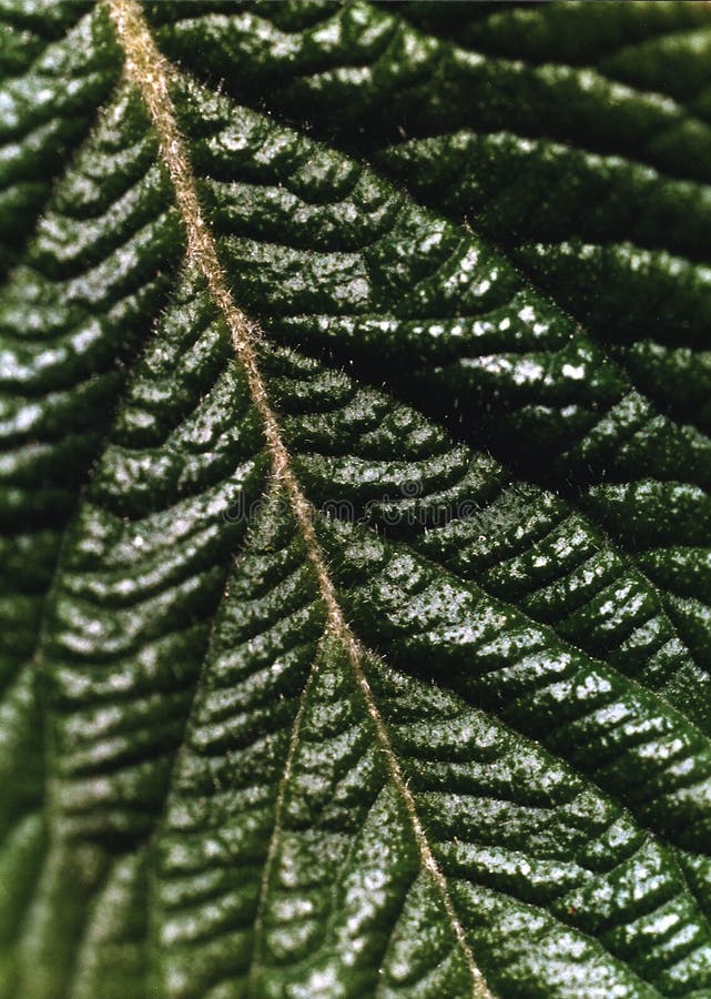 Medlar Tree stock photo. Image of medlar, ornamental - 17153302