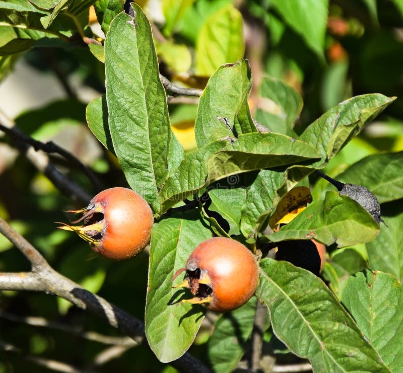 Medlar on twig stock photo. Image of natural, garden - 30321640