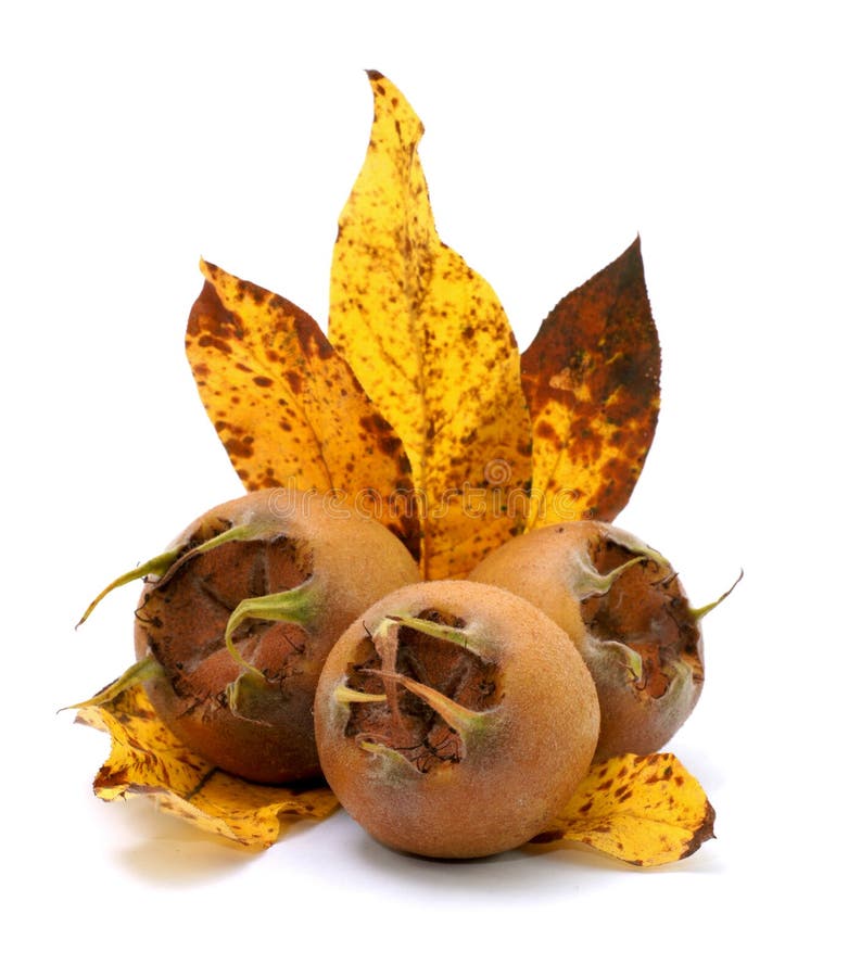 Medlars stock photo. Image of medlar, harvest, organic - 23803698